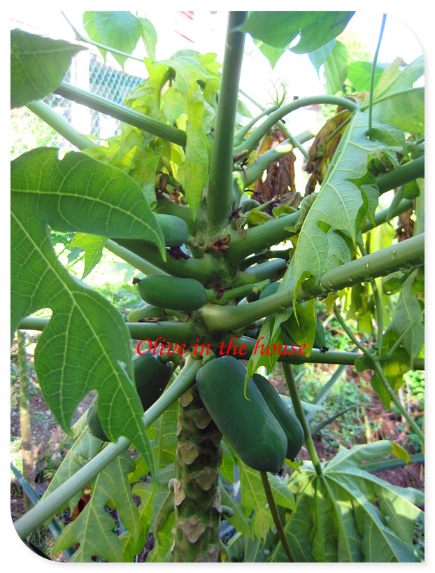 Olive in the house: Papaya Tree 'Mati Pucuk???'