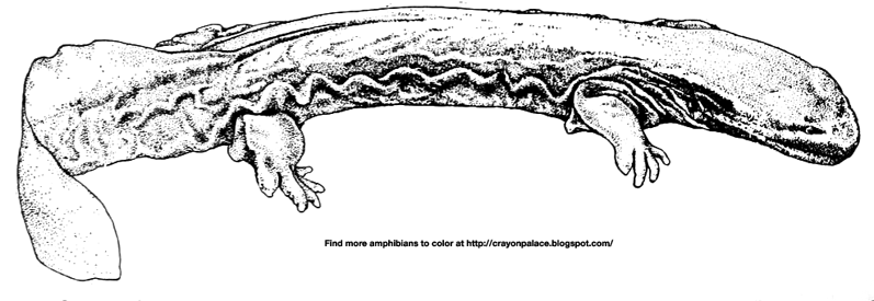 Hellbender Salamander Drawing