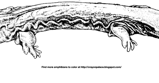 Crayon Palace: Color a Hellbender