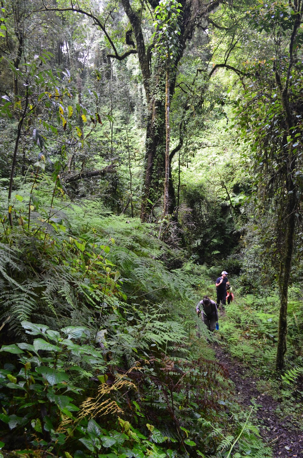 Times in Tanzania: Mt. Rungwe
