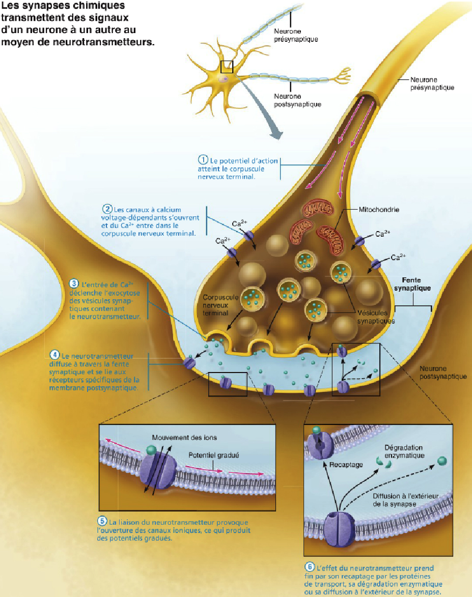 Ermitage TPE 1S1: C. La Synapse