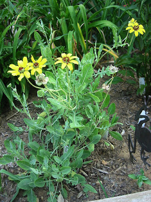 A Leafy Indulgence: Chocolate Flower