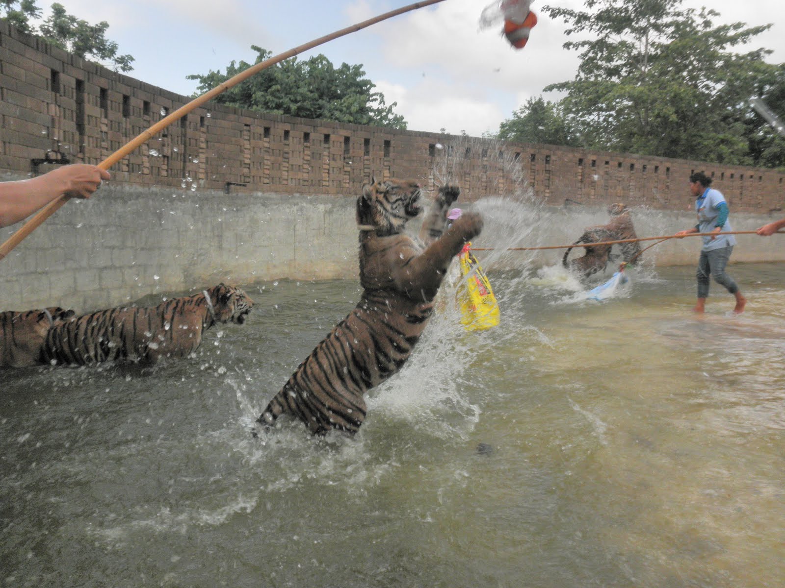 Little RoRo: Review of Tour With Tong – Tiger Temple & Elephant Bath