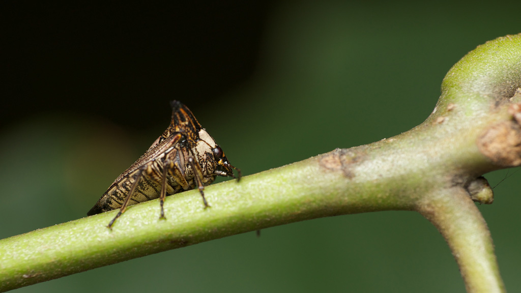 ムシをデザインしたのはダレ？: ウシカメムシ