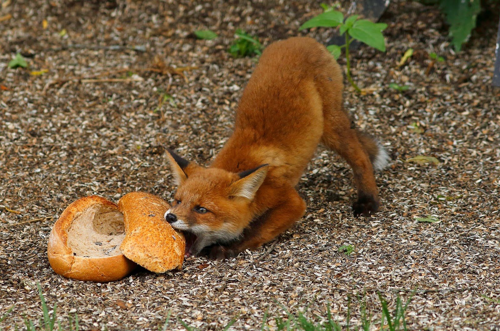 Skaumann: Mikkel Rev på nye eventyr