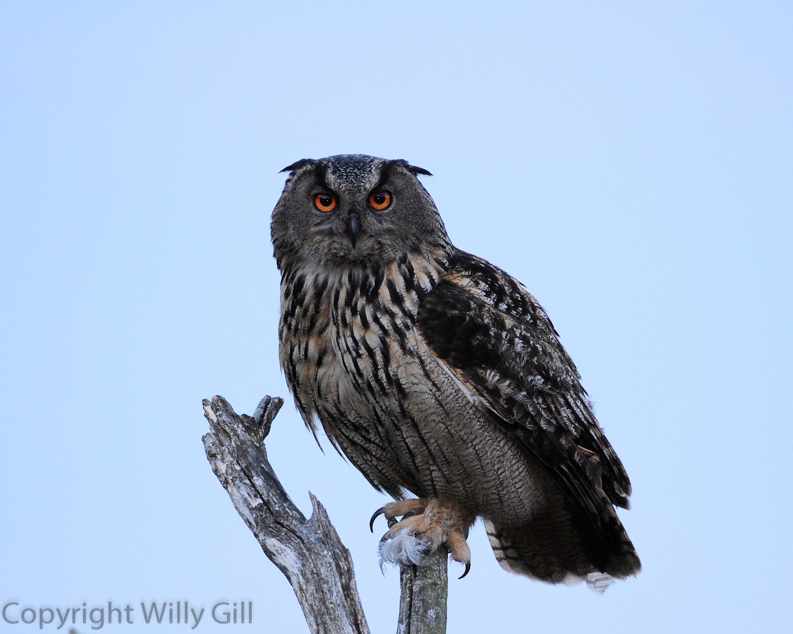Willy Gill Naturfoto: Herlig natt i hubroland/Fantastic meeting with ...
