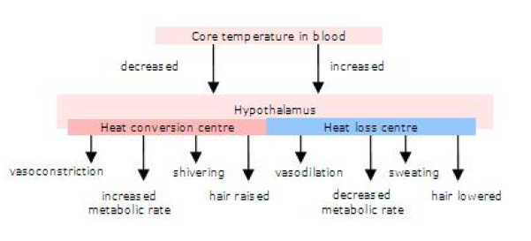 #109 Thermoregulation - The control of body temperature | Biology Notes ...