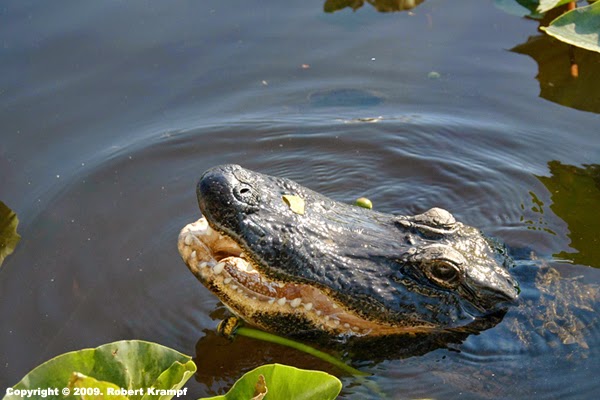 The Test Blog for Blogger and Gadgets: The Hitchiti Tribe Georgia