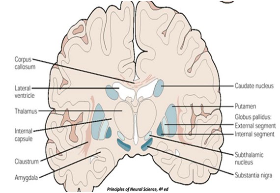 ARTIGOS EM MEDICINA: PARKINSON