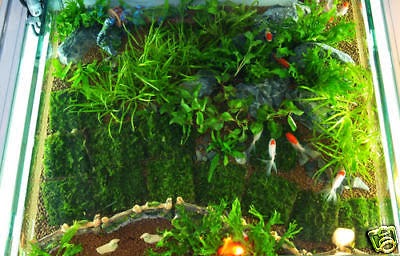 Design Akuarium Meja Untuk Interior Rumah - Dunia Akuarium