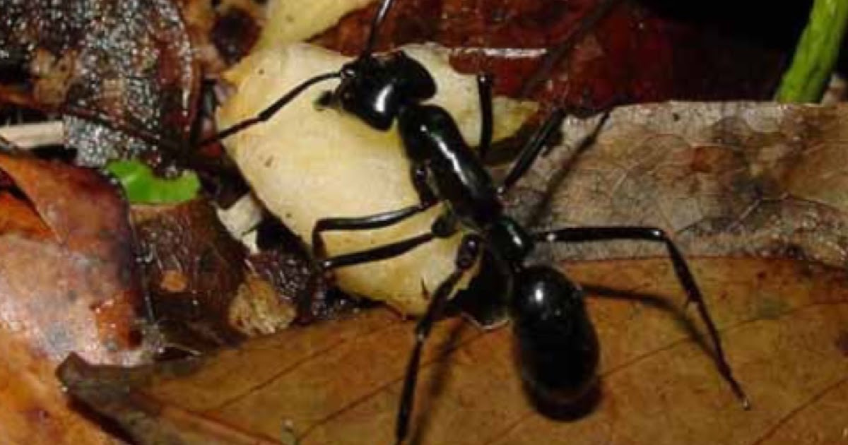 Podcast: Formiga-gigante-da-mata-atlântica - Animais que são o bicho