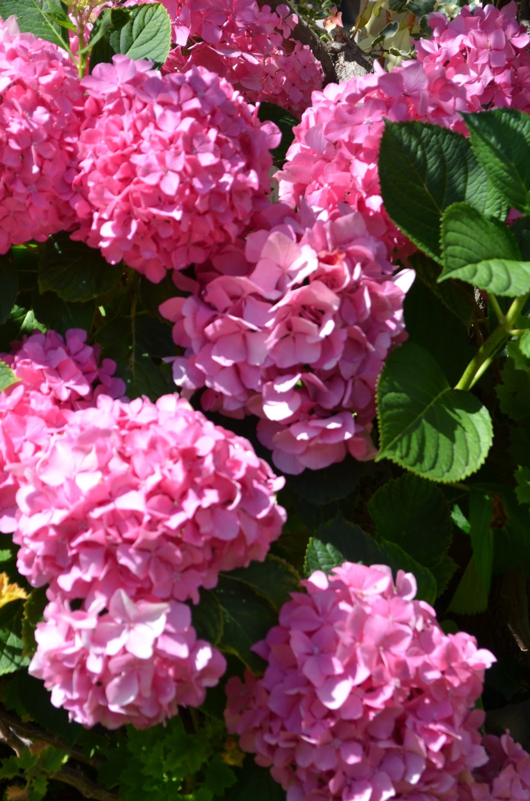 Entertaining From an Ethnic Indian Kitchen: Hydrangeas around the farm