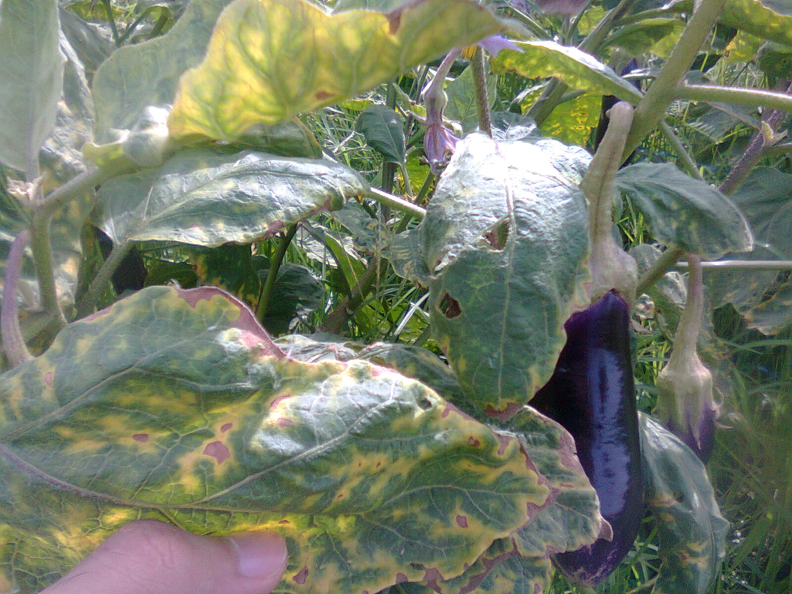 Mikroorganisme Pembasmi Hama Tanaman (Biopestisida) - Guru Ilmuan