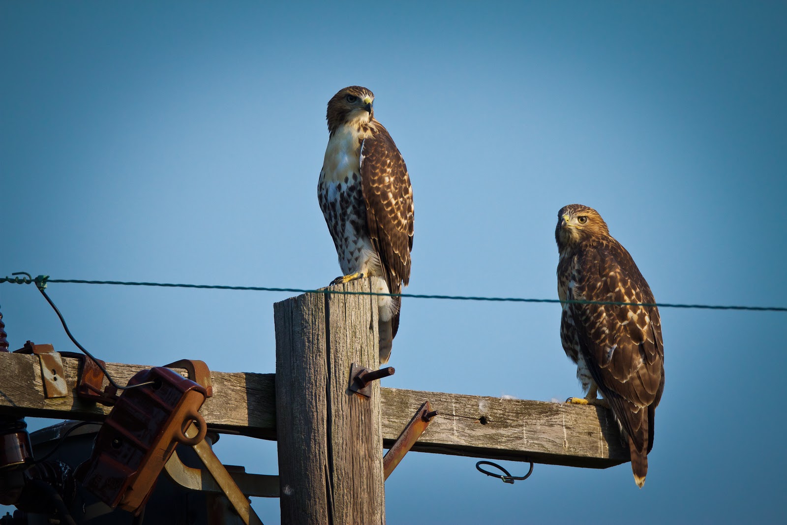 Feather Tailed Stories: Red-tailed Hawk (collection)