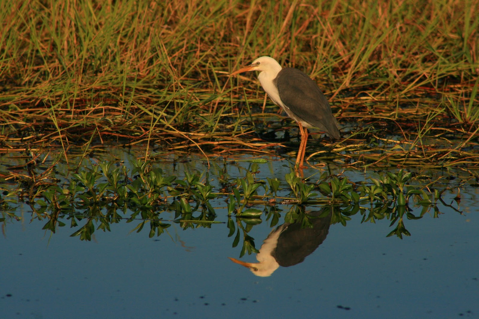 Geoff Thompsons Blog: Northern Territory Birds