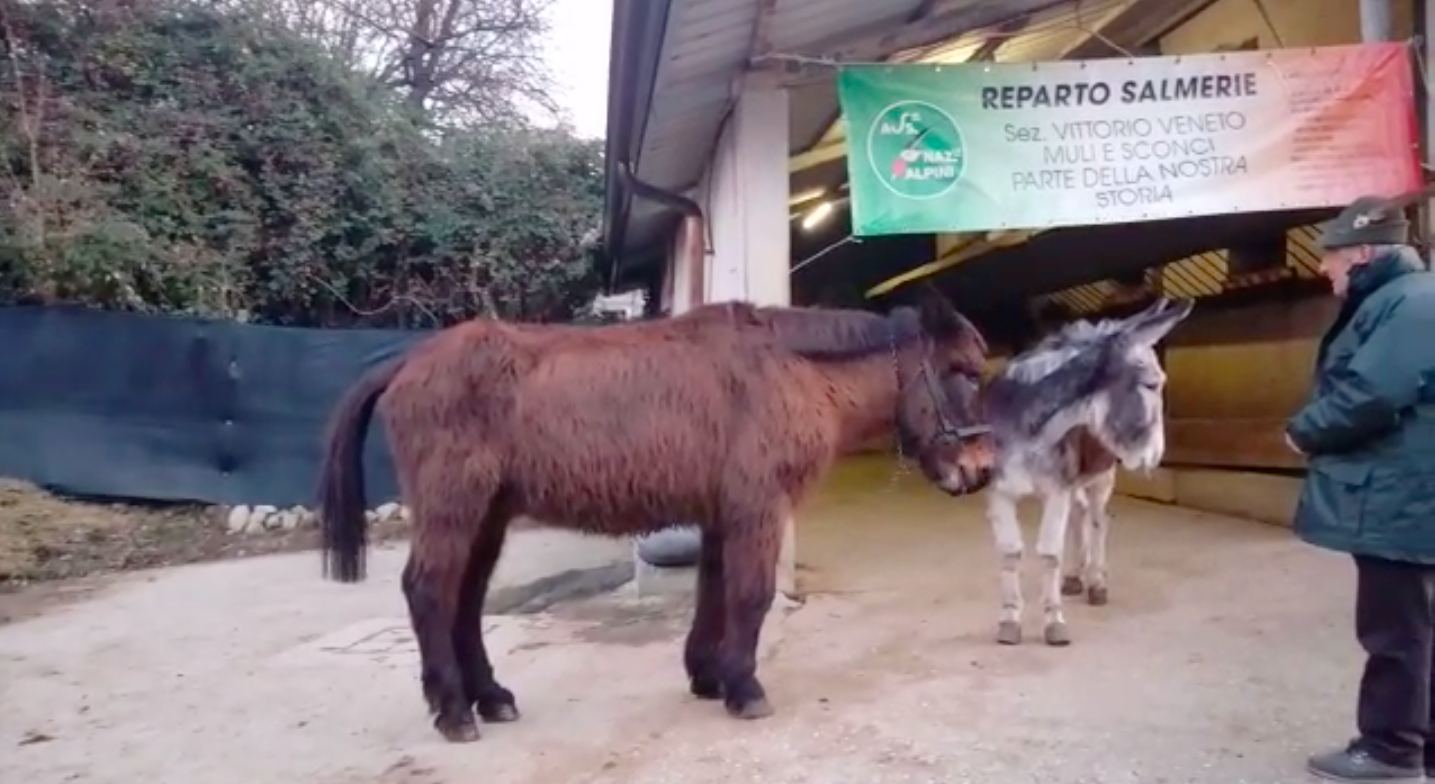 VENEZIA MODERNA: IROSO, IL MULO 40ENNE DEGLI ALPINI, NON C'È PIÙ. «È ...