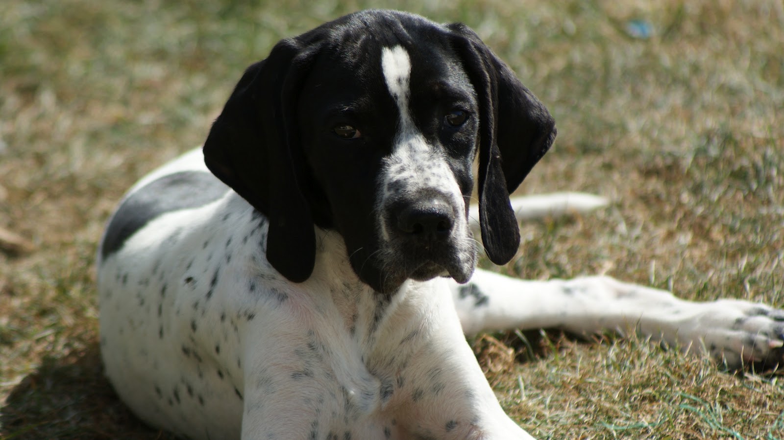 Chiots Pointer Anglais LOF de Bahia et Bird: 3 mois