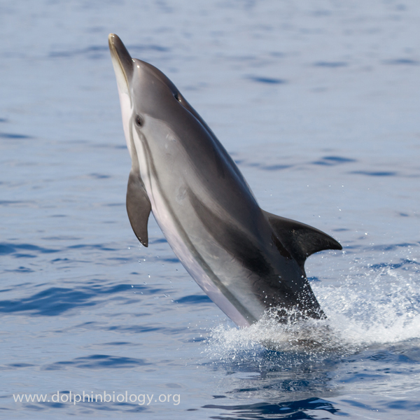 Dolphin Biology and Conservation: Striped dolphin