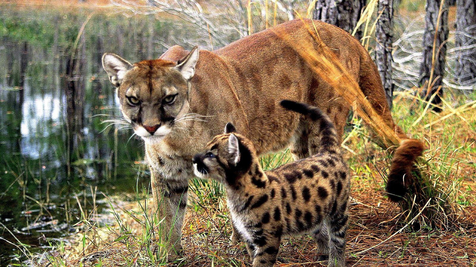 Everglades National Park Endangered Species - Danger Choices