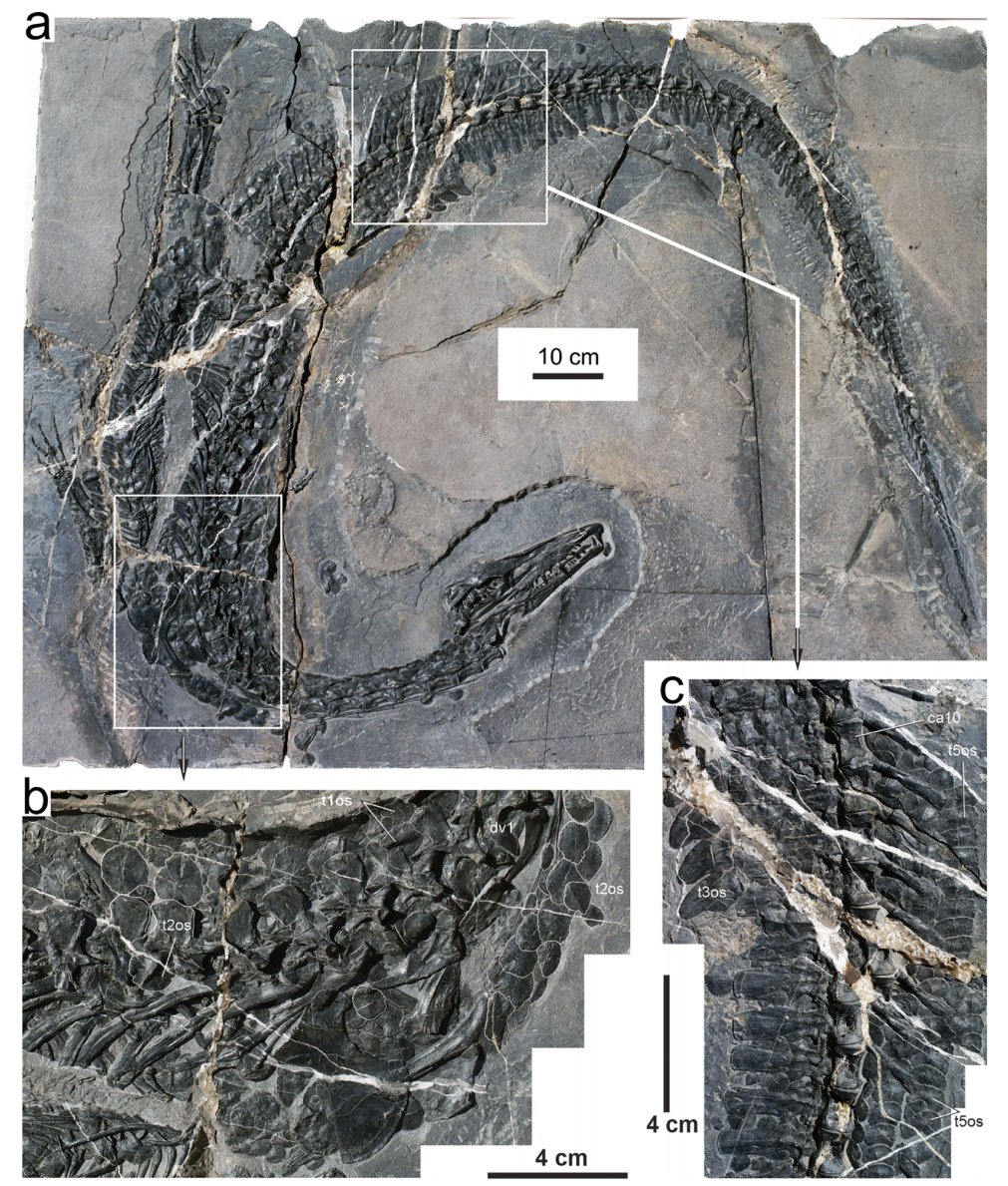 Species New to Science: [Paleontology • 2016] Litorosuchus somnii • A ...