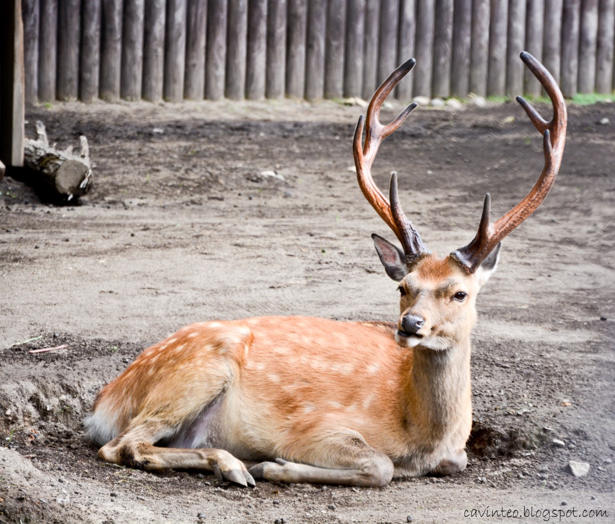 Entree Kibbles: Deer & Wolves - Prey and Predators @ Sapporo Maruyama ...