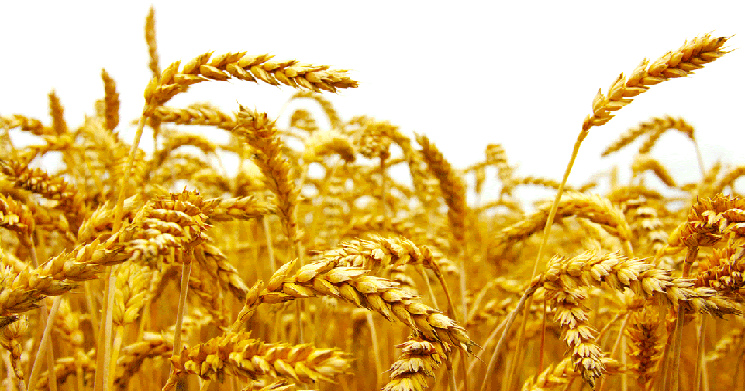 gandum | AGRICULTURE