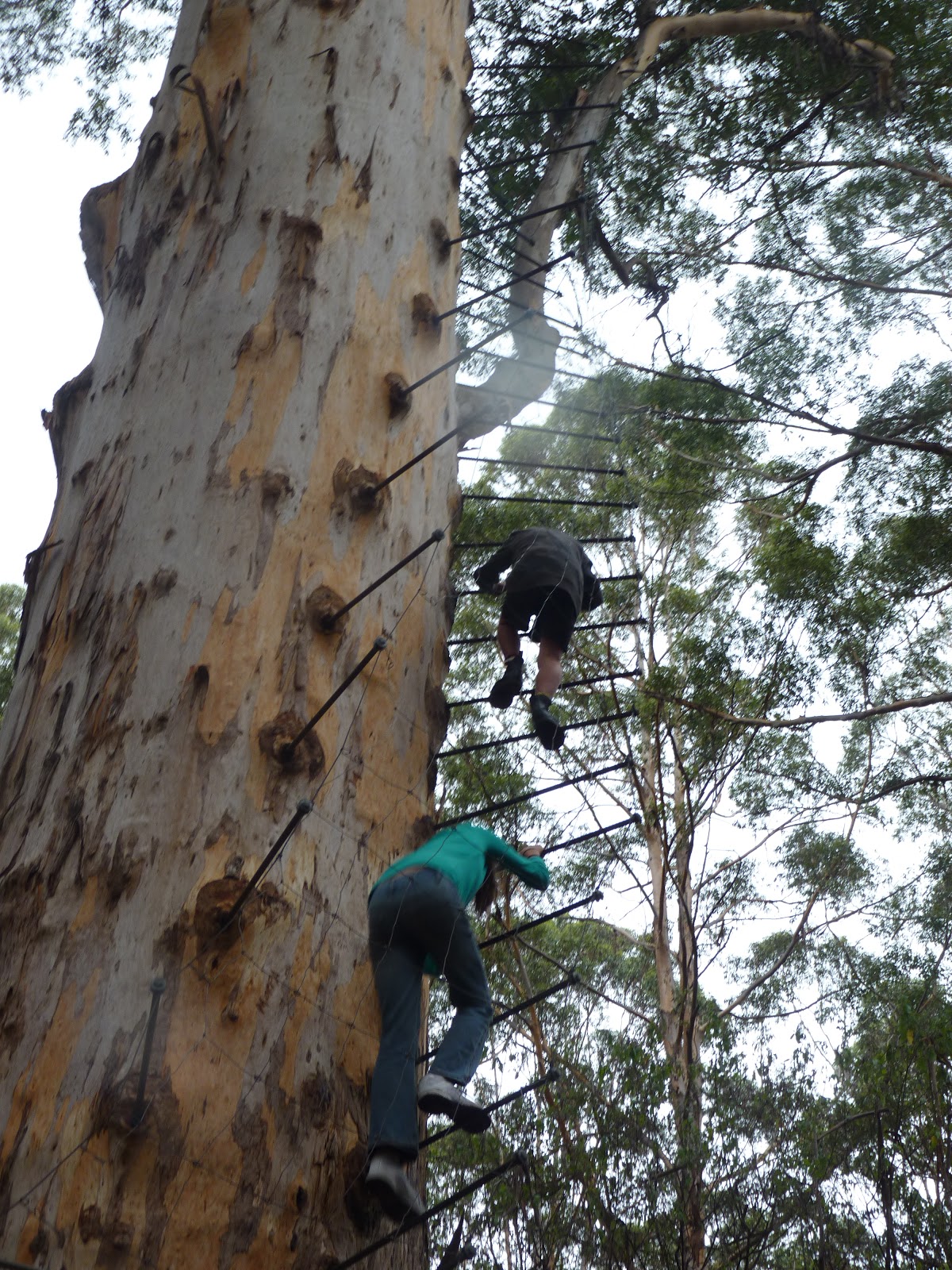 A Prado, Patrol, 6 kids and Oz: Climbing the Gloucester Tree and ...