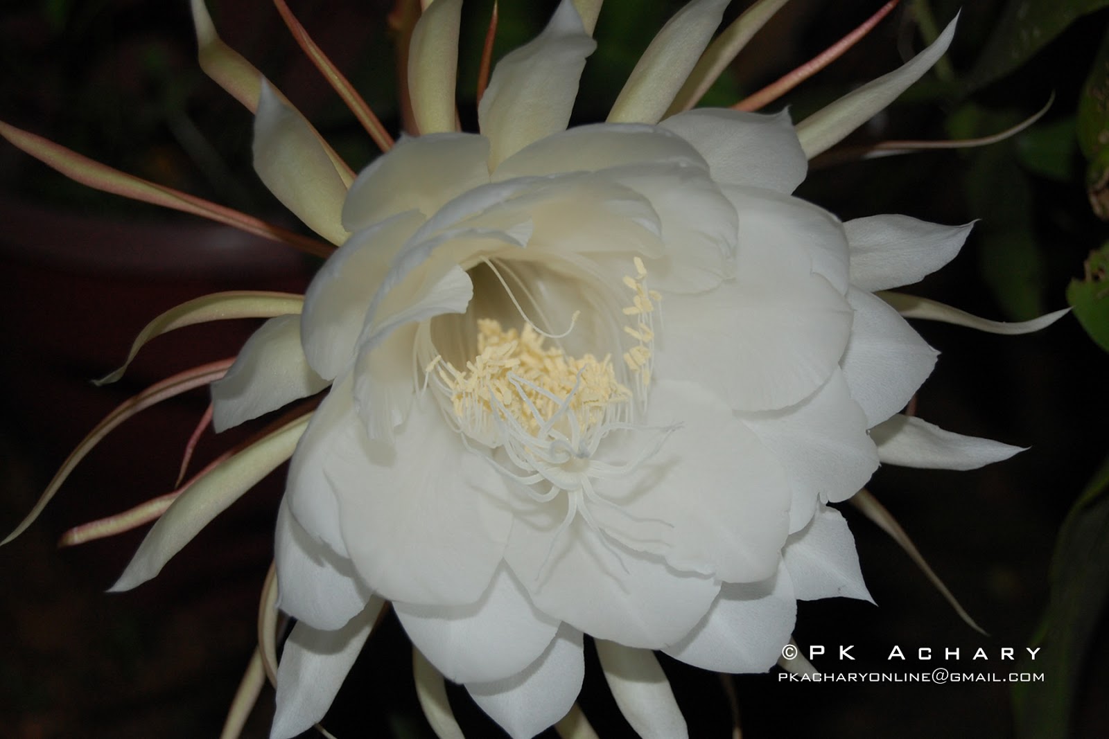 Nature Photos: Epiphyllum Oxypetalum (Nishagandhi / നിശാഗന്ധി) Flower