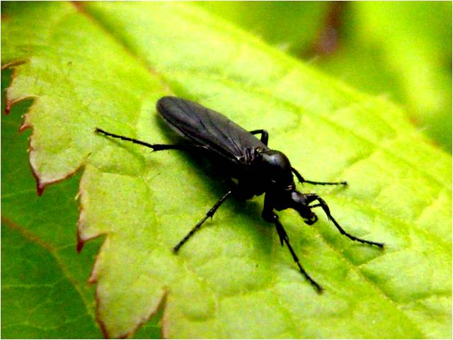 Insects of Scotland: Other Flies/Picture-wing Flies