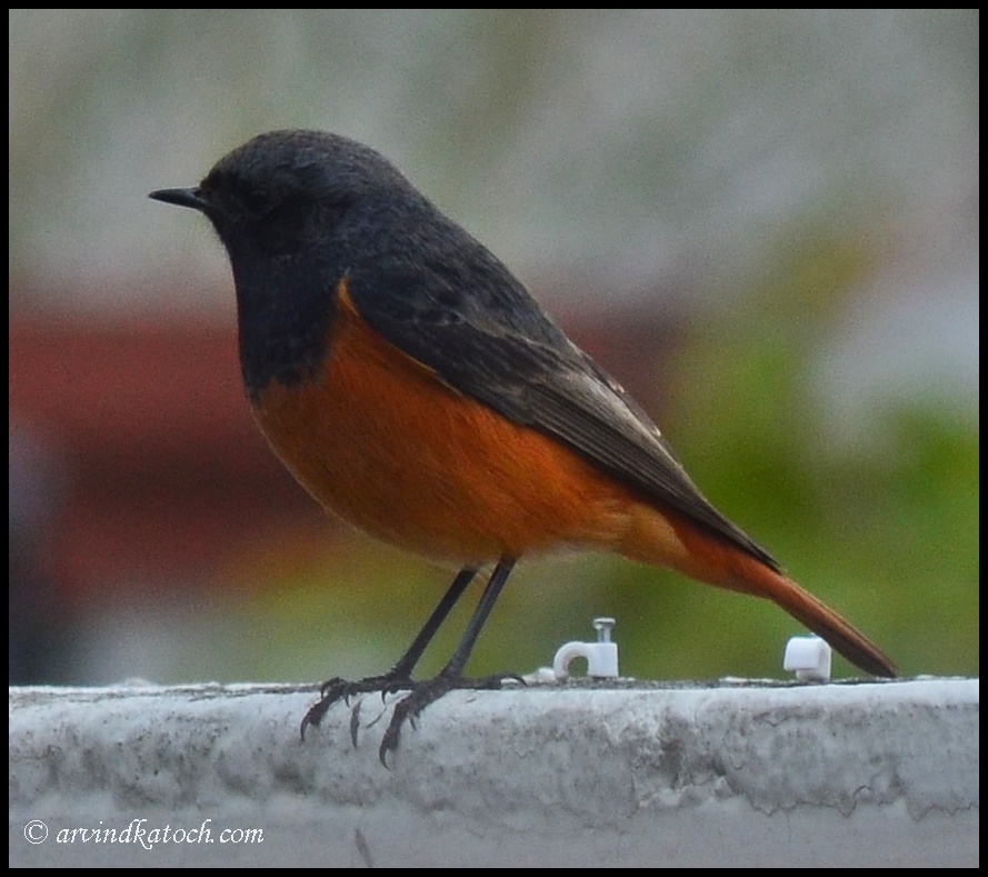 Black Redstart Pictures and Detail (Phoenicurus ochruros) A small ...