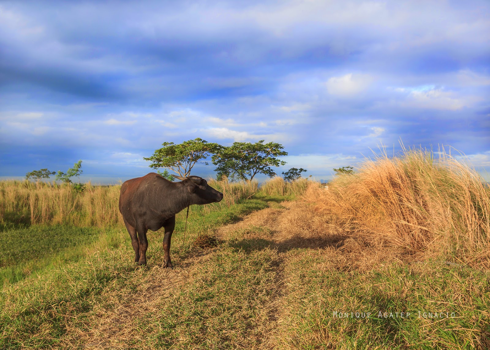 Hog Heaven: Candaba Bird watching
