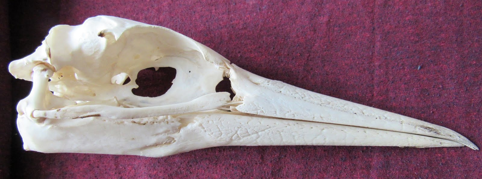 Mark P. Witton's Blog: The appearance and lifestyle of Thalassodromeus ...