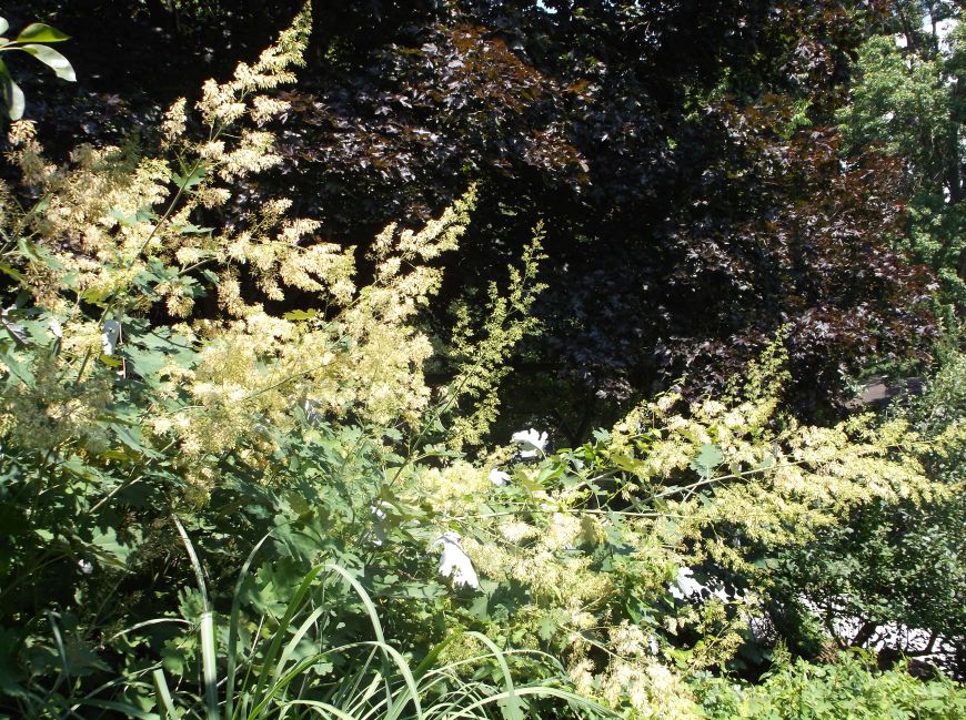 Future Plants by Randy Stewart: Macleaya - Plume Poppy