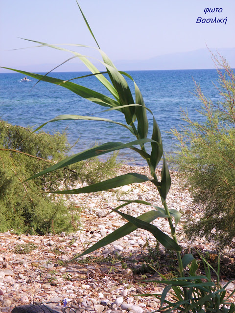 VASILIKI'S PLACE : ΟΜΟΡΦΗ ΜΕΡΑ...
