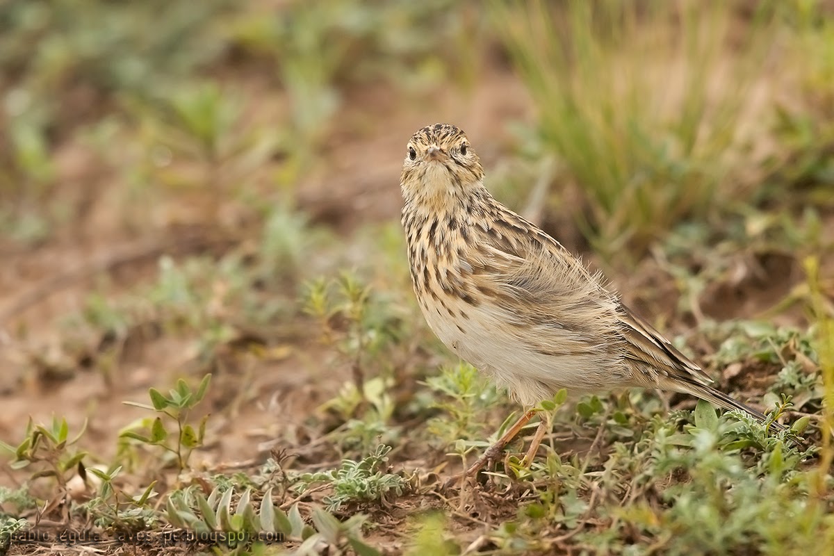 mis fotos de aves: Anthus correndera Cachirla Goteada Correndera Pipit