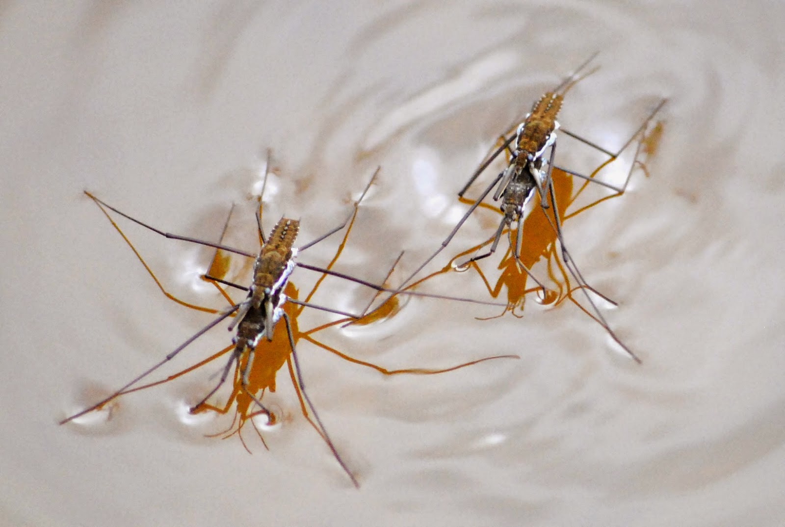 Field Notes and Photos: Water Striders