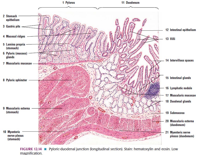 Histologi Sistem Pencernaan Lambung dan Esofagus | BlogK Putih