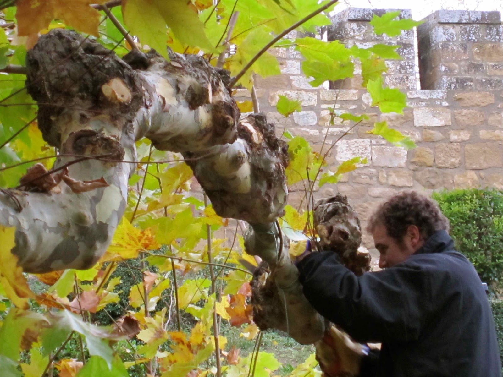 Meredith Nemirov: POLLARDING SYCAMORES