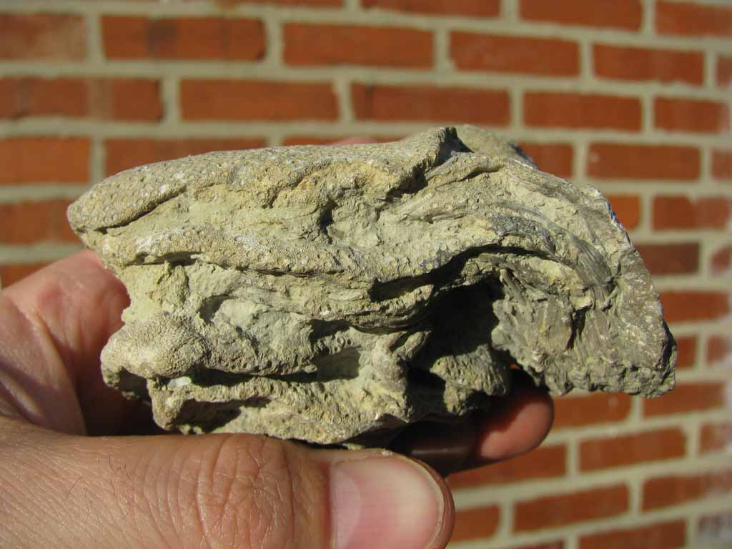 Views of the Mahantango: Heliolites from Gotland, Sweden