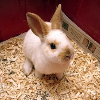 Törpenyuszik házikedvencnek: Rex és astrex szőr