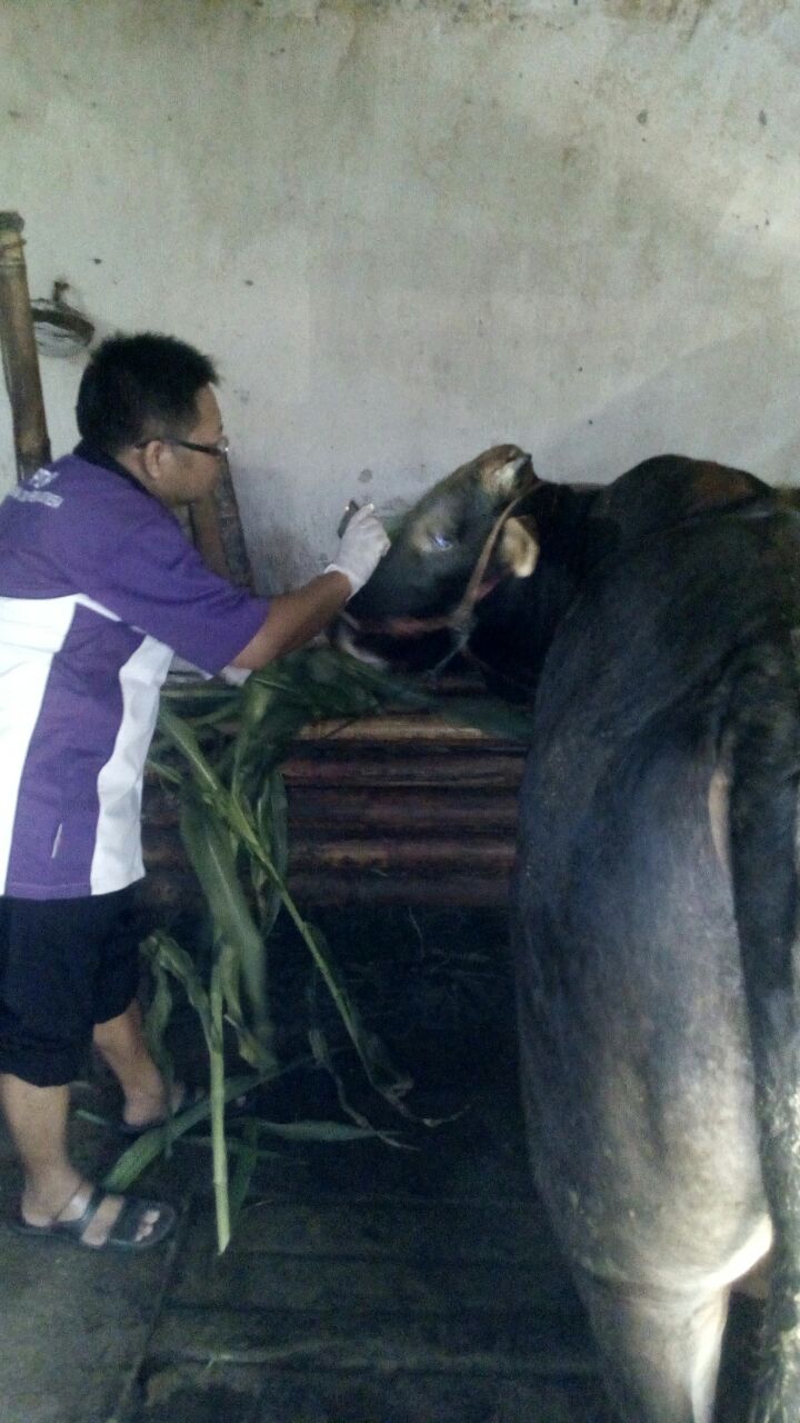 Pemeriksaan Antemortem Hewan Qurban Lazismu bersama PDHI Jatim VII ...