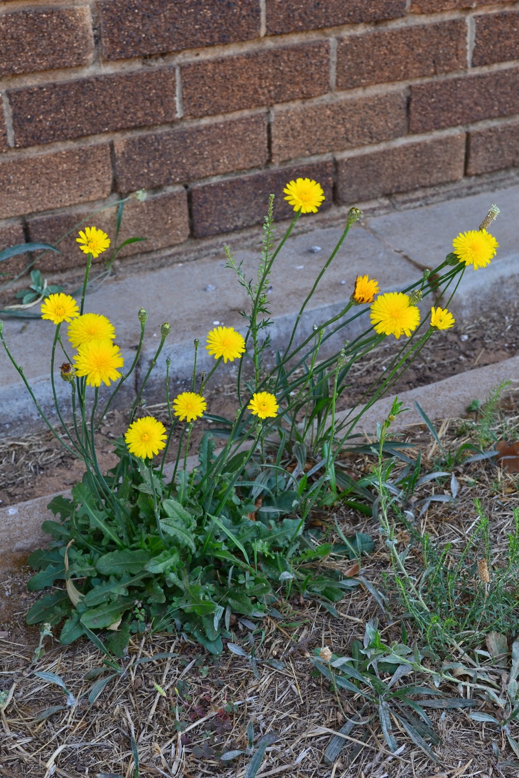 livingplantworld: Weed Family:Asteraceae Tribe: Cichorieae Genus ...