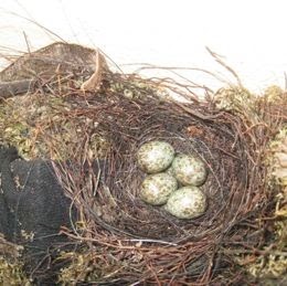 We love Our Bangladesh: Magpie Robin known as Doyel/Doel is the ...