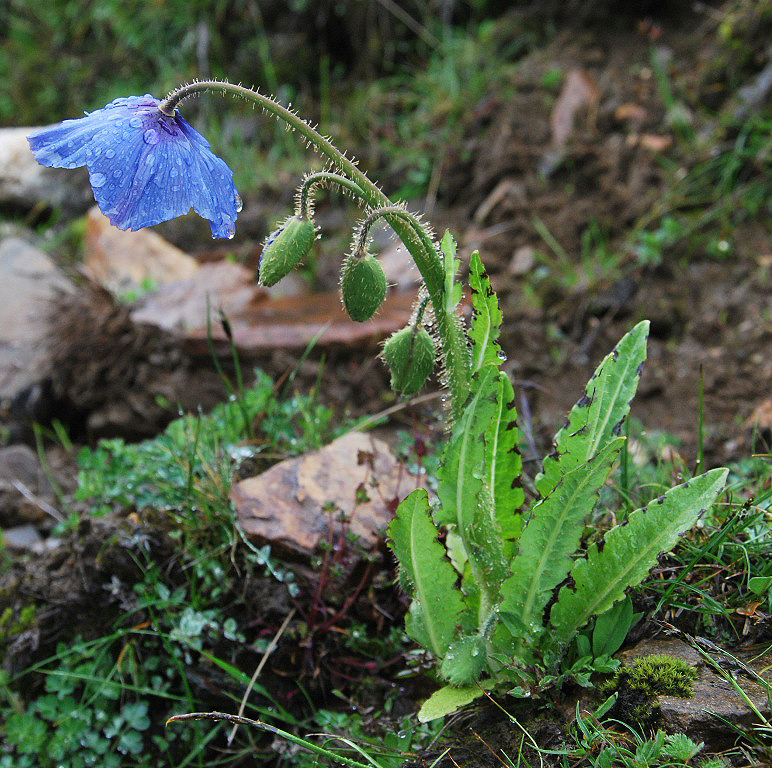Meconopsis World - A Visual Reference: Meconopsis sinuata - Photos In ...