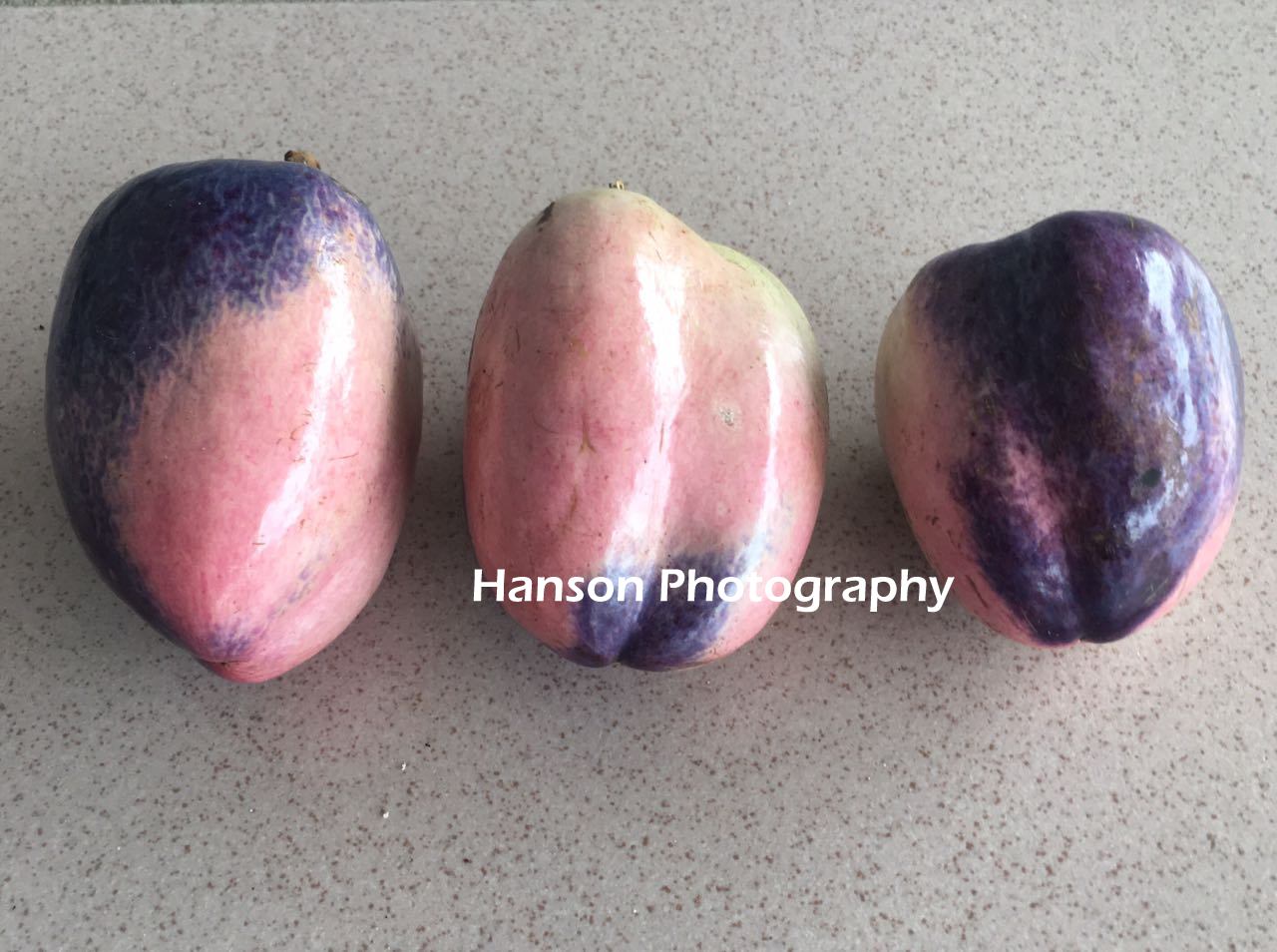 Ongzi's SecretGarden: Dacryodes edulis