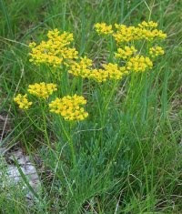 Wynruit – Roekeloos.co.za