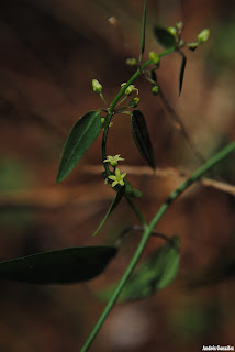 FOTOS DE FLORA NATIVA Y ADVENTICIAS DE URUGUAY : Orthosia virgata ...