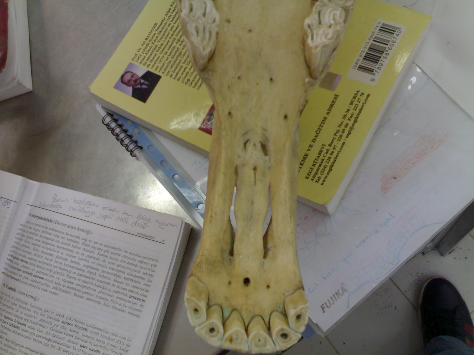 VETERİNER HAYVAN SAĞLIĞI HAKKINDA FAYDALI BİLGİLER: ANATOMİ KEMİK RESİMLERİ