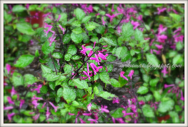 mrkumai.blogspot.com: Tips Melawat Cameron Highlands: Bunga-bungaan siri 2