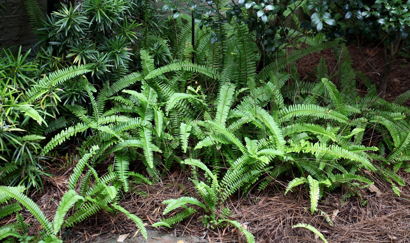 Southern Lagniappe: Ferns -- A Cool Landscaping Plant